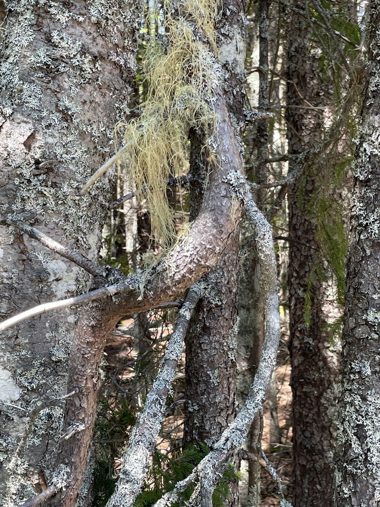 common lichens from Acadia National Park, Hancock County, US-ME, US on ...