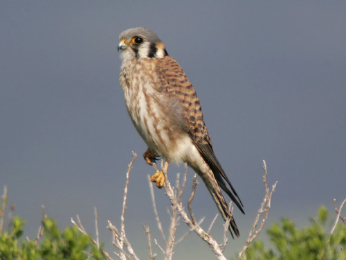 American Kestrel (More Mesa Bird Guide) · iNaturalist NZ