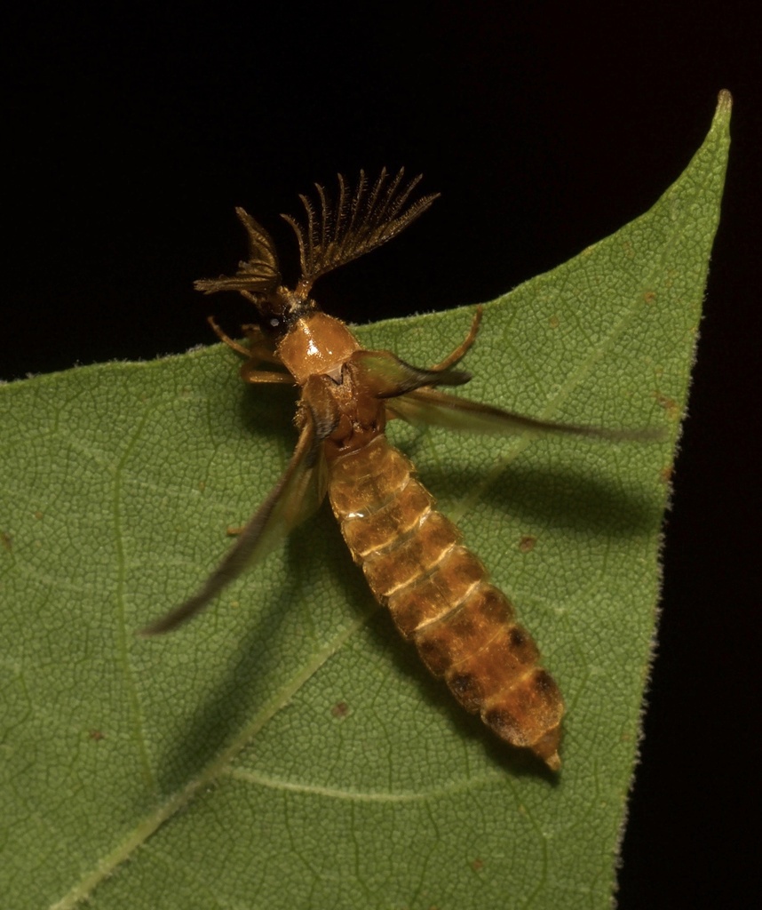 Phengodes from Route 66 State Park, Eureka, MO, US on June 30, 2022 at ...