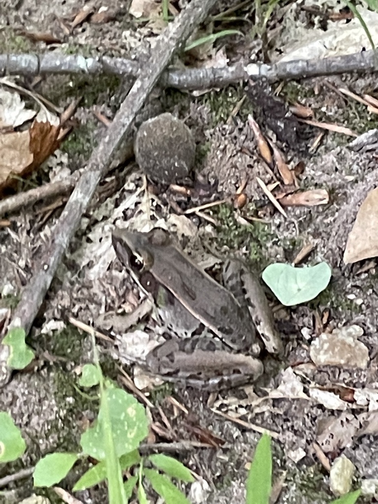 Southern Leopard Frog from High Bluff Ct, Raleigh, NC, US on July 1 ...
