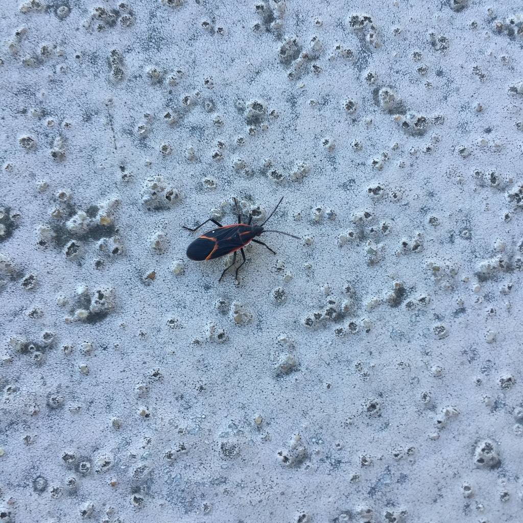 Eastern Boxelder Bug from 6200 Westchester Park Dr, College Park, MD ...