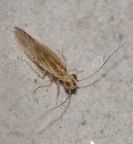 Photo 210722073, (c) Oscar Neto, all rights reserved, uploaded by Oscar ...