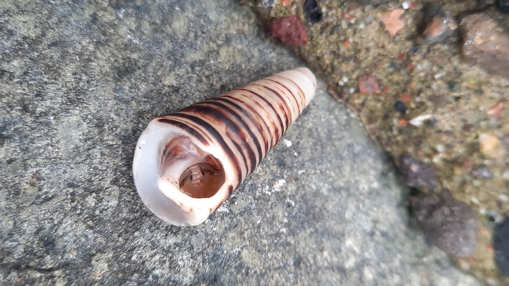 Incatella cingulata from Chile on July 1, 2022 at 04:08 PM by Matias Chelme · iNaturalist