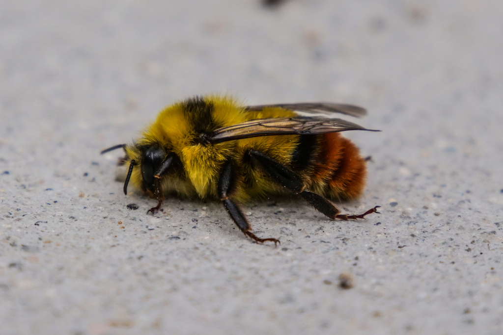 Fiery-tailed Bumble Bee from Foping County, Hanzhong, Shaanxi, China on ...
