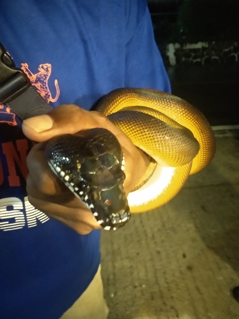 D’Albertis' Python from Fak Fak Selatan, Distrik Fakfak, Kabupaten ...