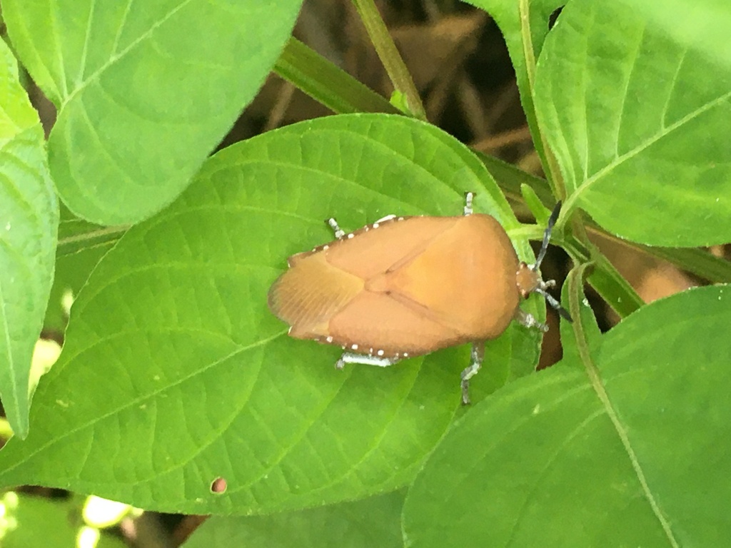 Lychee Stink Bug from 竹坑巷, 集集鎮, TW on July 1, 2022 at 10:31 AM by 蔡志偉 ...