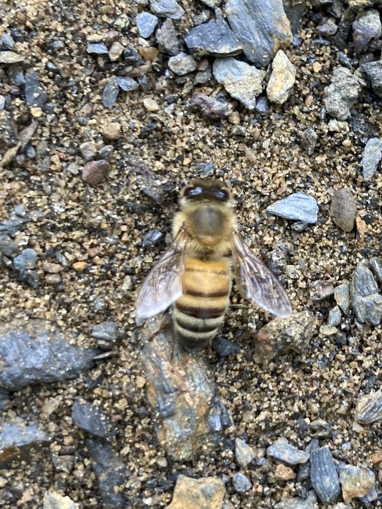 Western Honey Bee from Fontana Lake, Bryson City, NC, US on June 30 ...