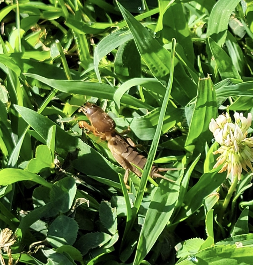 Northern Mole Cricket from Fayetteville Rd, Durham, NC, US on July 2 ...
