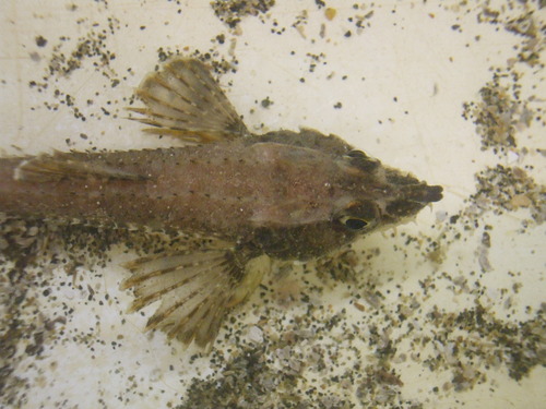 Observations by bitsyblatt · iNaturalist