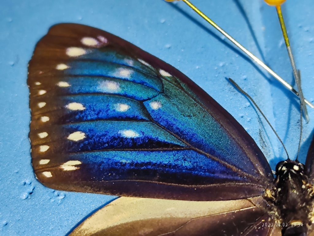 Blue-spotted Crow Butterfly in July 2022 by 九天 · iNaturalist