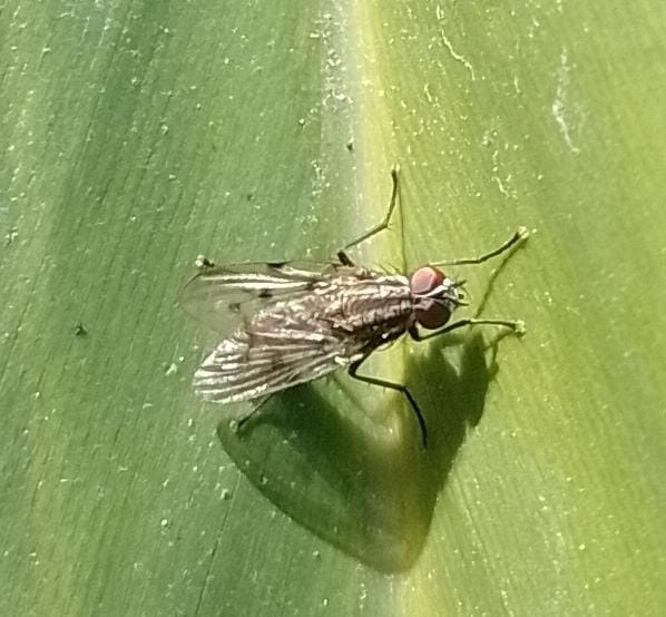 Anthomyia punctipennis from San Martín by Martina Amarilla · iNaturalist