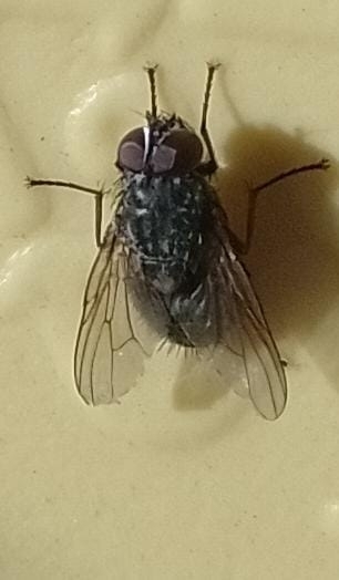 False Stable Fly from San Martín by Martina Amarilla · iNaturalist