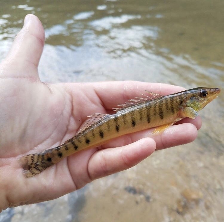 Common Logperch from 65637, Gainesville, MO, US on August 19, 2017 at ...