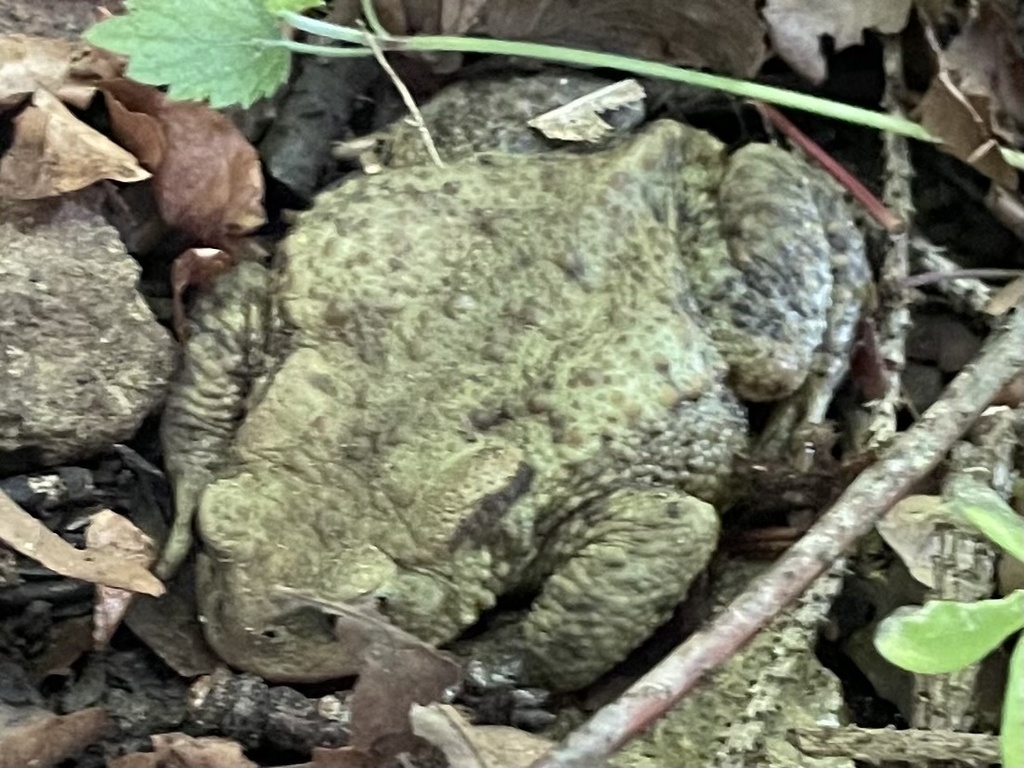 European Toad from Niederkorn, Differdange, Luxembourg, LU on July 02 ...