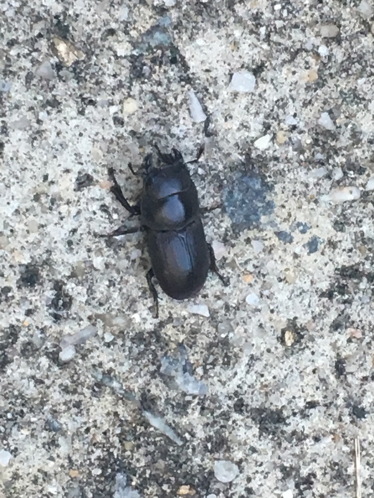 Dorcus brevis from 6505 Owego Ct, Holly Springs, NC, US on July 09 ...
