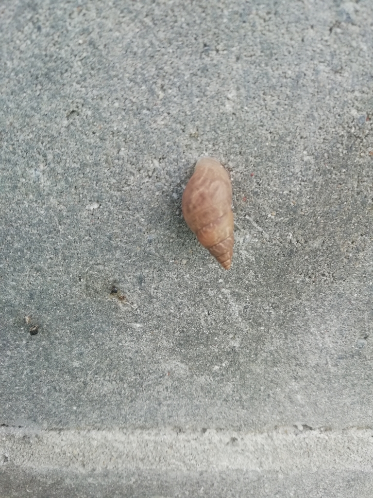 Bulimulus from Pradomar on July 02, 2022 at 09:01 AM by Nayleth Pertuz ...