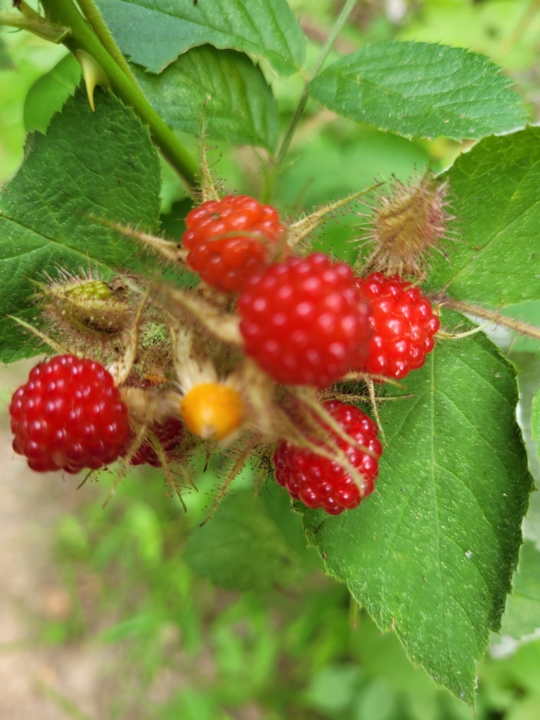 wineberry from 20176 on July 02, 2022 at 10:32 AM by Sheila Baker ...
