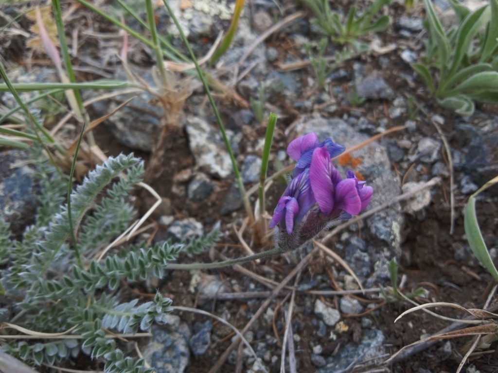 Locoweed from Малчин, Монгол Улс on June 10, 2021 at 04:18 PM by ...