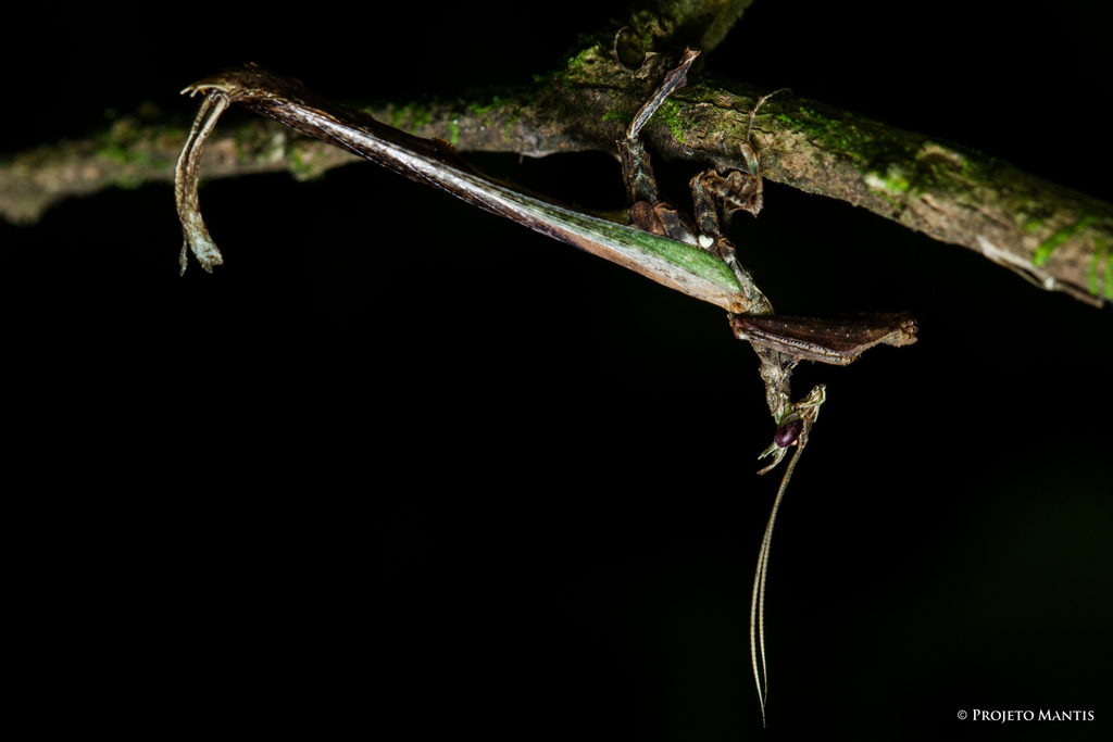 Brazilian Dragon Mantis from Cachoeiras de Macacu - RJ, 28680-000 ...