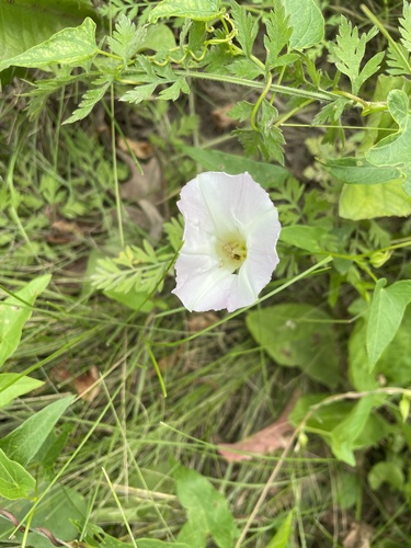 Observations by stephasaurus · iNaturalist