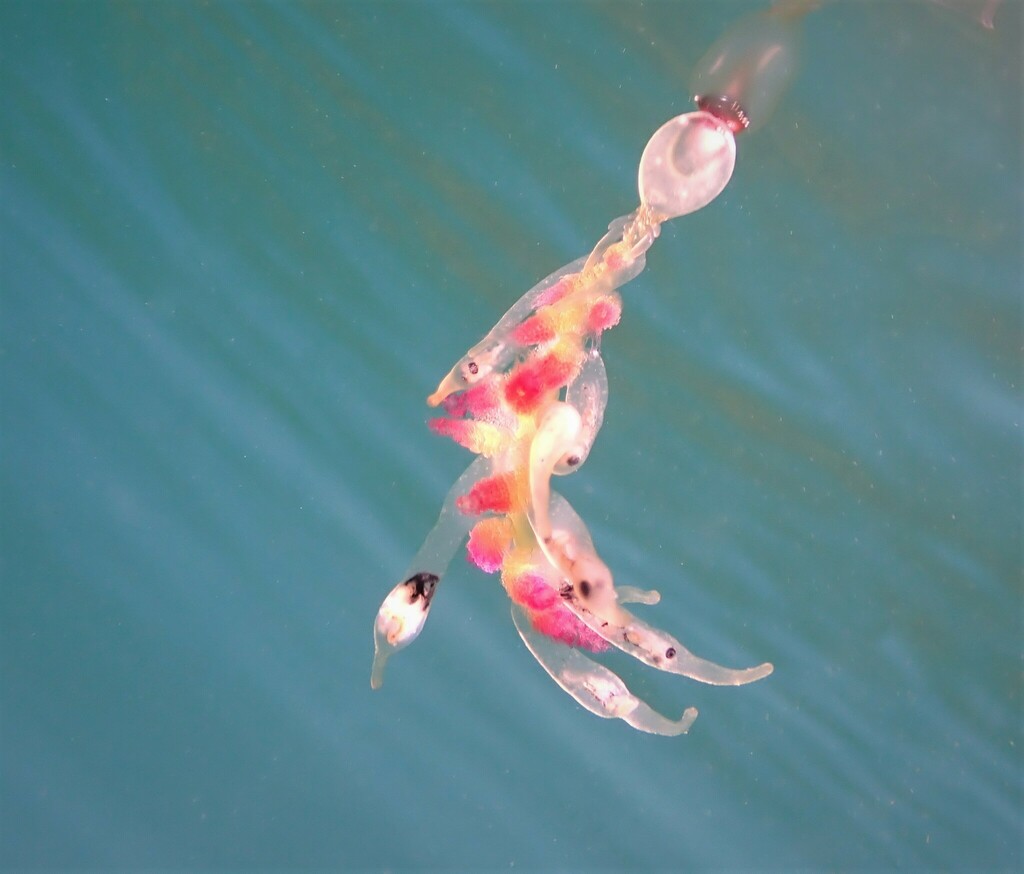 Short Stingy Stringy Thingy from Long Beach, Simon's Town on June 27 ...