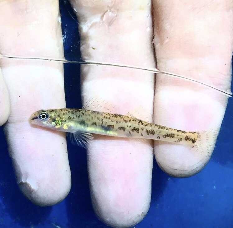 bluntnose darter from County Road 616, Glenallen, MO, US on September ...
