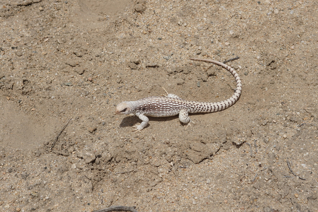 Desert Iguana from Mojave National Preserve, Essex, CA, US on May 28 ...