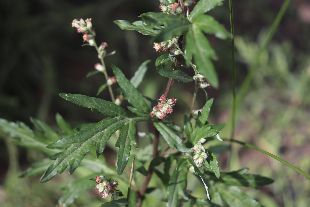 Artemisia mongolica from Улаангом, Монгол Улс on August 22, 2021 at 01: ...