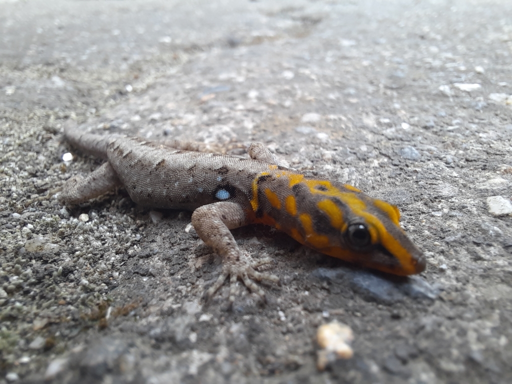 Shieldhead Gecko from 889F+39V, Piñas, Ecuador on July 2, 2022 at 09:09 ...