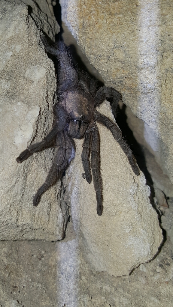 Middle East Black Tarantula in July 2022 by Luis Guilherme Sousa ...