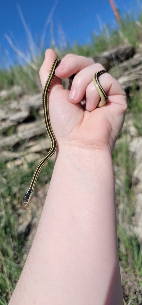 Western Ribbon Snake from Banner, KS, USA on May 22, 2022 at 05:10 PM ...