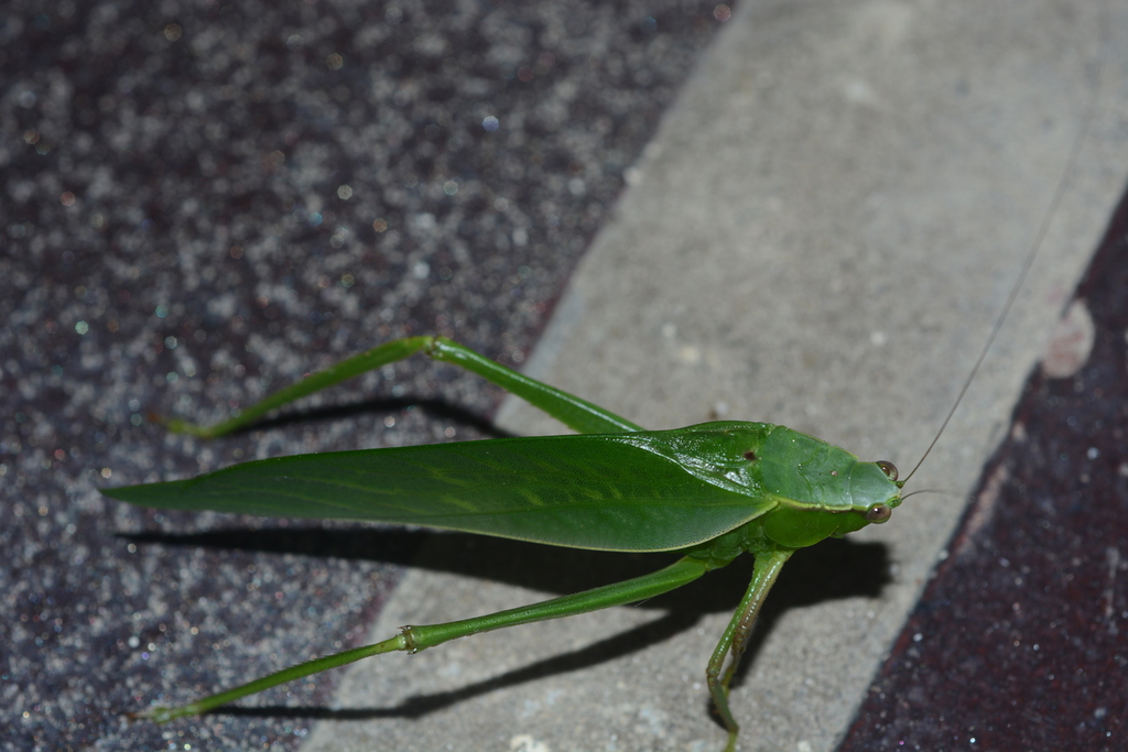 Frontinus from Banco da Vitória, Ilhéus - BA, Brasil on July 02, 2022 ...