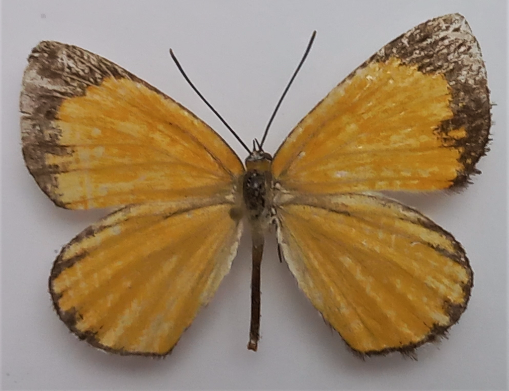 Aricoris terias from Villa 1º de Mayo, Santa Cruz de la Sierra, Bolivia ...