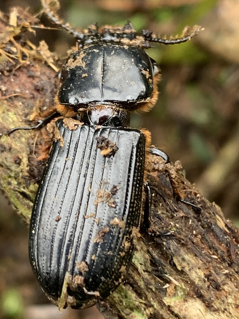 Bess Beetles from San Carlos, Alajuela, CR on July 02, 2022 at 02:27 PM ...