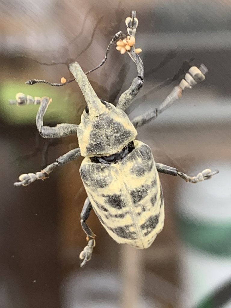 Ileomus distinguendus from Vía 142, San Carlos, Alajuela, CR on May 18 ...