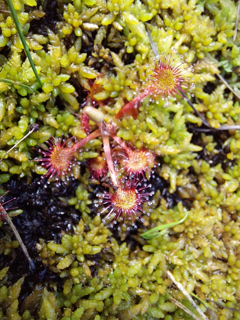 round-leaved sundew from 7760 Snåsa, Norja on July 2, 2022 at 10:06 AM ...