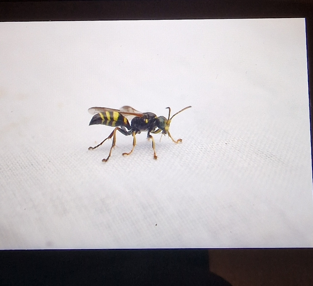 Broad-banded Hopper Wasp from Beechwood, Newport NP19, UK on July 2 ...
