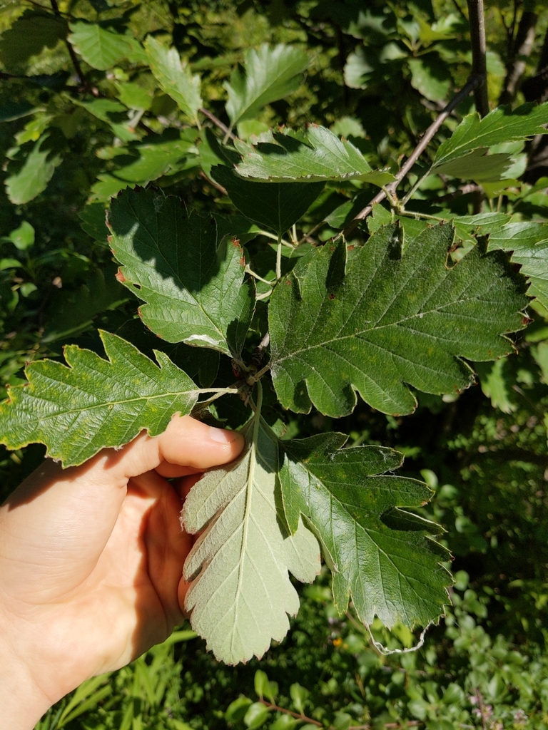 Maleae from Niagara, CA-ON, CA on June 28, 2022 at 10:59 AM by Ryan ...