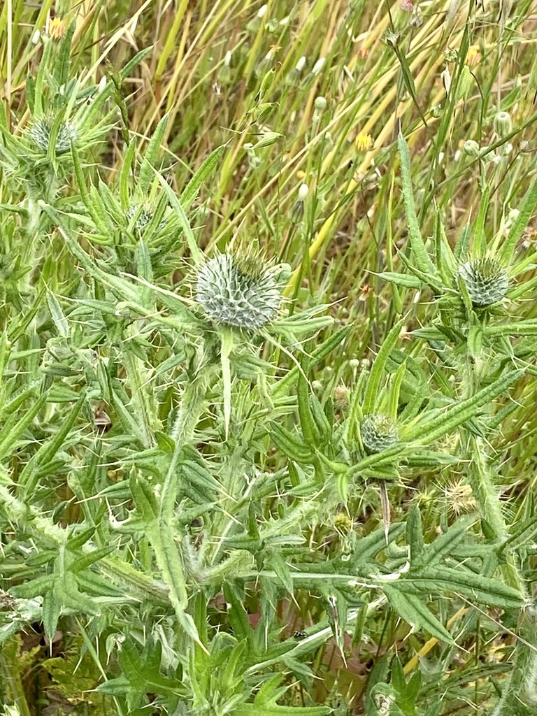Bull Thistle from Howard Buford County Park, Springfield, OR, US on ...