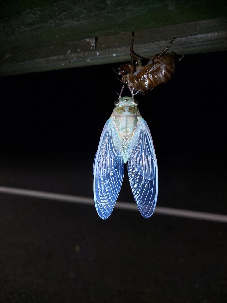Robust Cicada from 대한민국 서울특별시 마포구 on July 02, 2022 at 09:08 PM by ...
