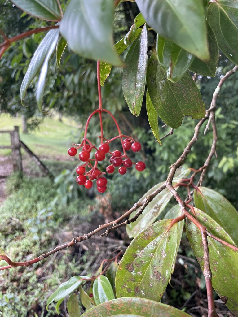 Mountain Grape from Parque Nacional Juan Castro Blanco, CR-AL-SC, CR-AL ...
