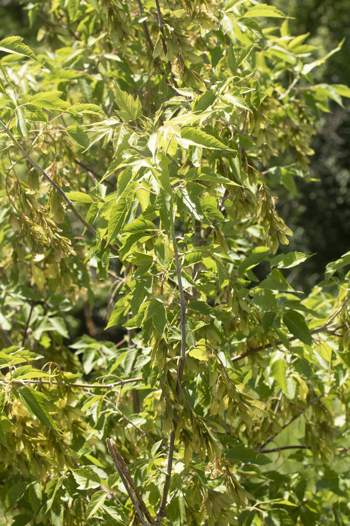 box elder from Wibaux, MT 59353, USA on June 22, 2022 at 02:32 PM by ...