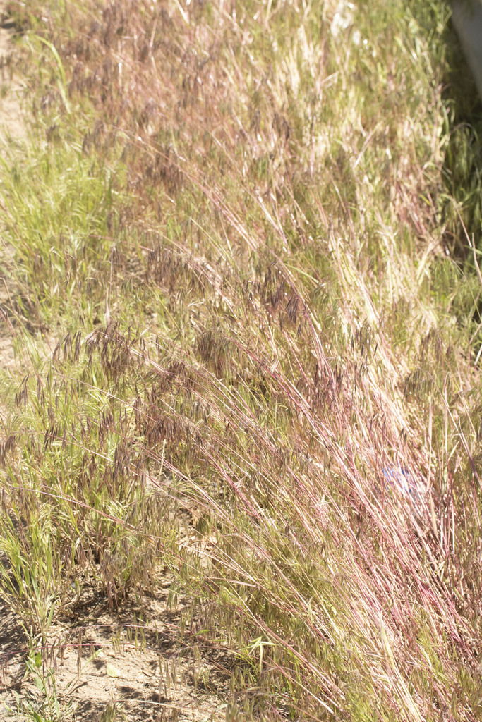 Cheatgrass from Wibaux, MT 59353, USA on June 22, 2022 at 02:33 PM by ...