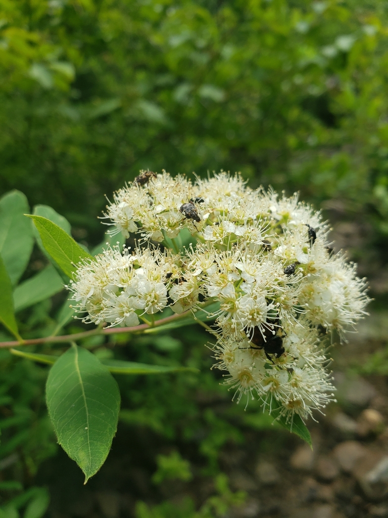Virginia Meadowsweet in July 2022 by Joshua Fishbein. Needs further ...