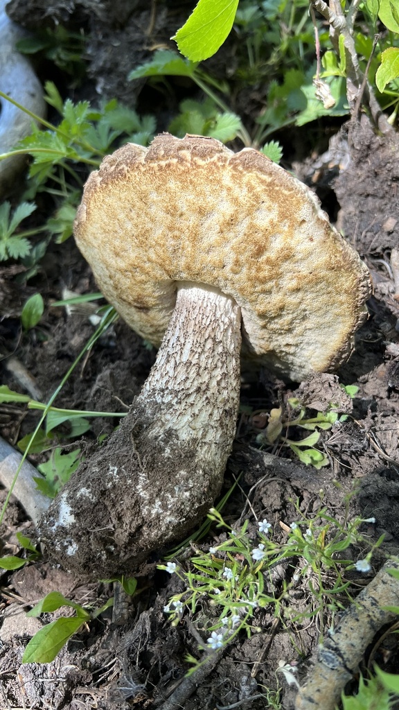 Ghost Bolete in July 2022 by Nick Vellios · iNaturalist