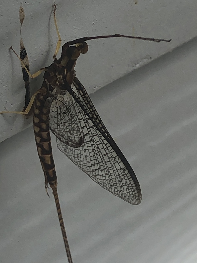 Giant Mayfly from Meyers Island, Trent Hills, ON, CA on July 02, 2022 ...