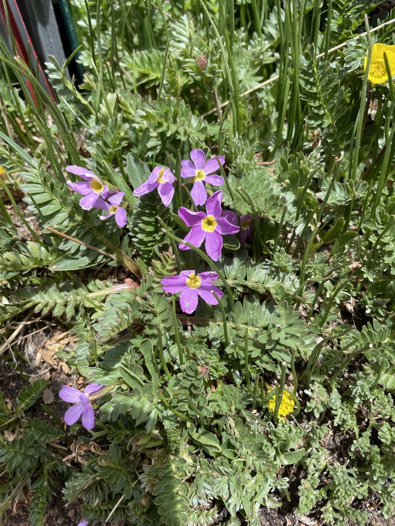Alpine Primrose from Pike and San Isabel National Forests, Woodland ...