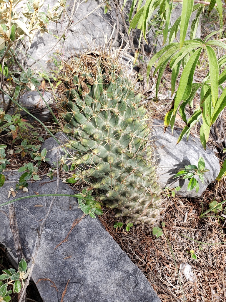 Coryphantha octacantha in October 2021 by Jorge Campos Caltzonzi ...