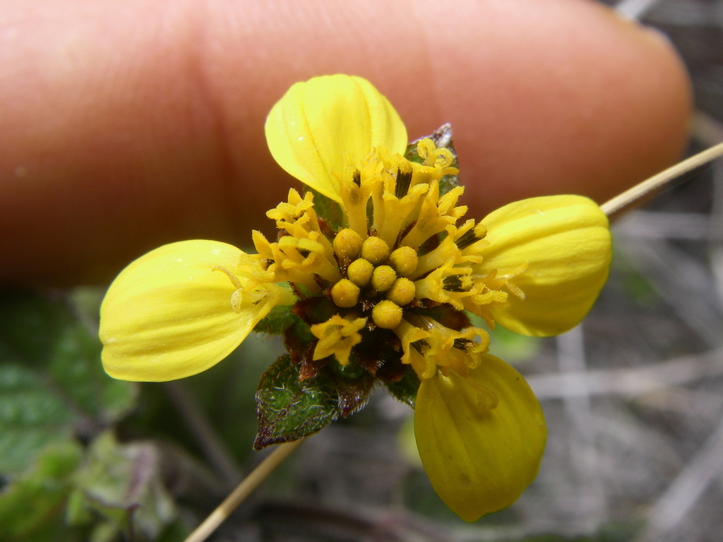 Melanthera venosa (Pohakuloa Training Area) · iNaturalist