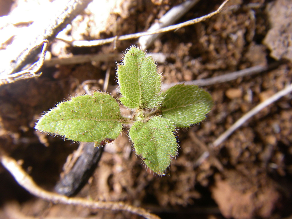 Melanthera venosa (Pohakuloa Training Area) · iNaturalist